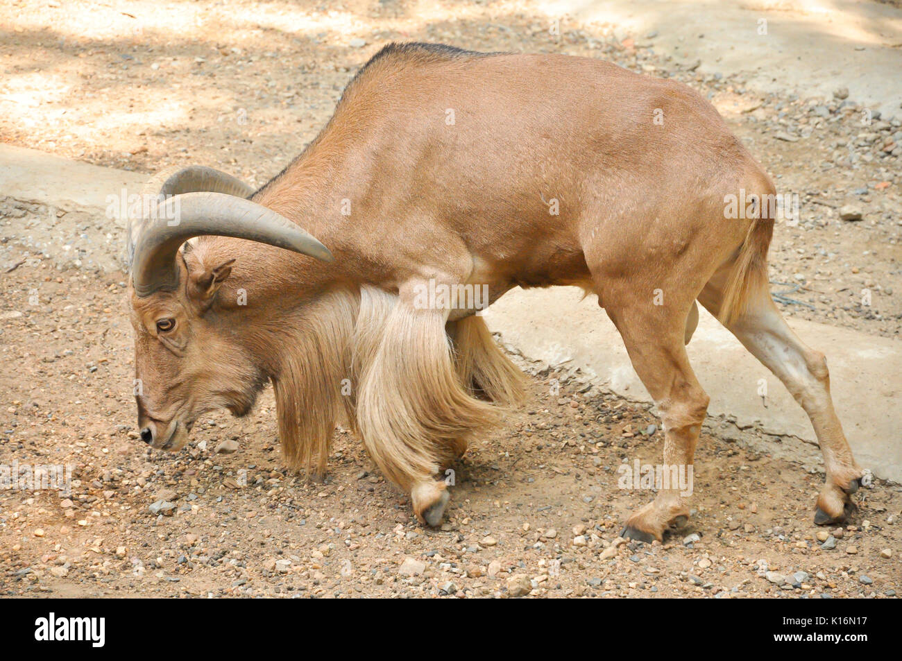 The Barbary sheep is a species of caprid native to rocky mountains in ...