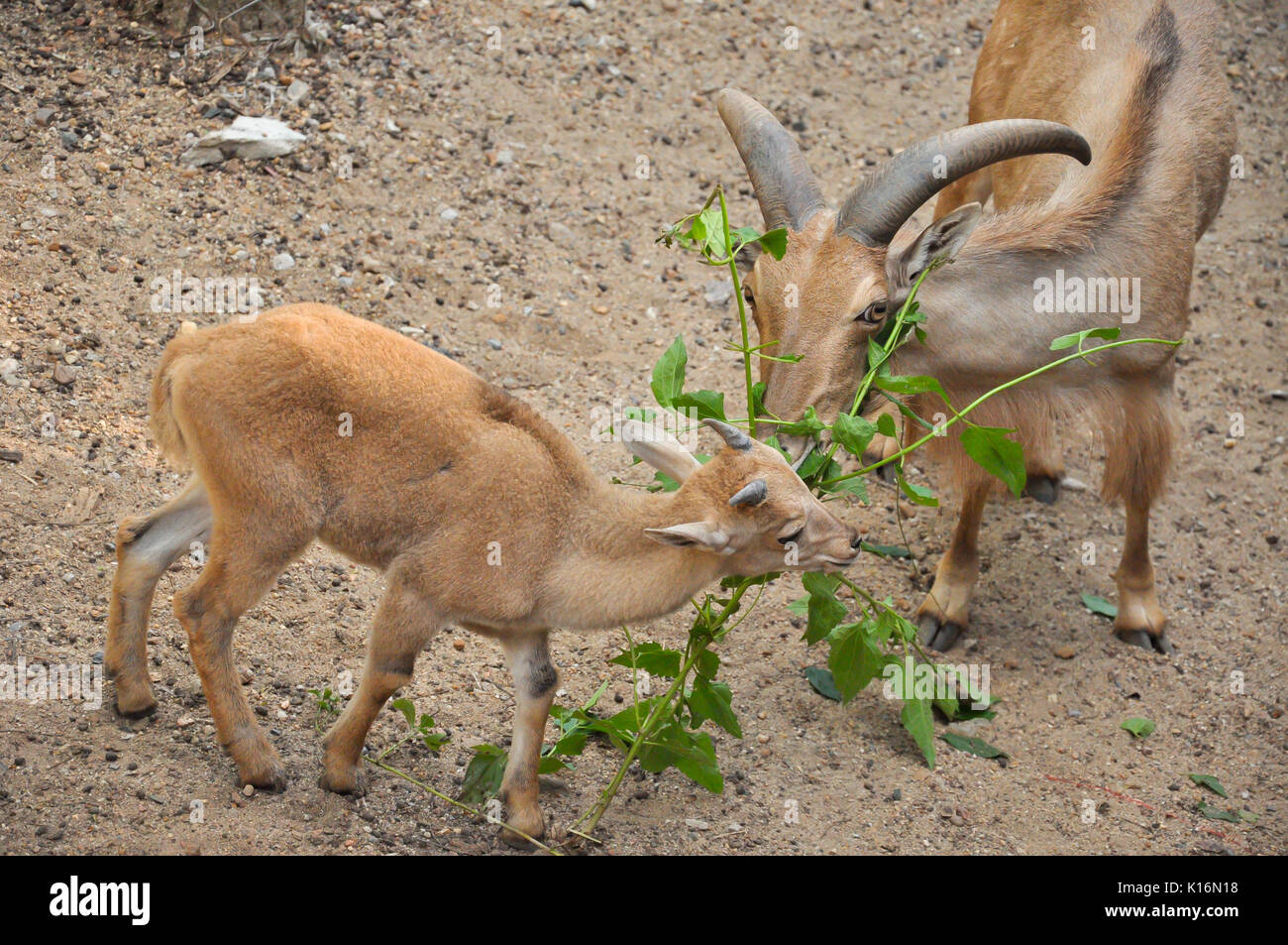 The Barbary sheep is a species of caprid native to rocky mountains in ...