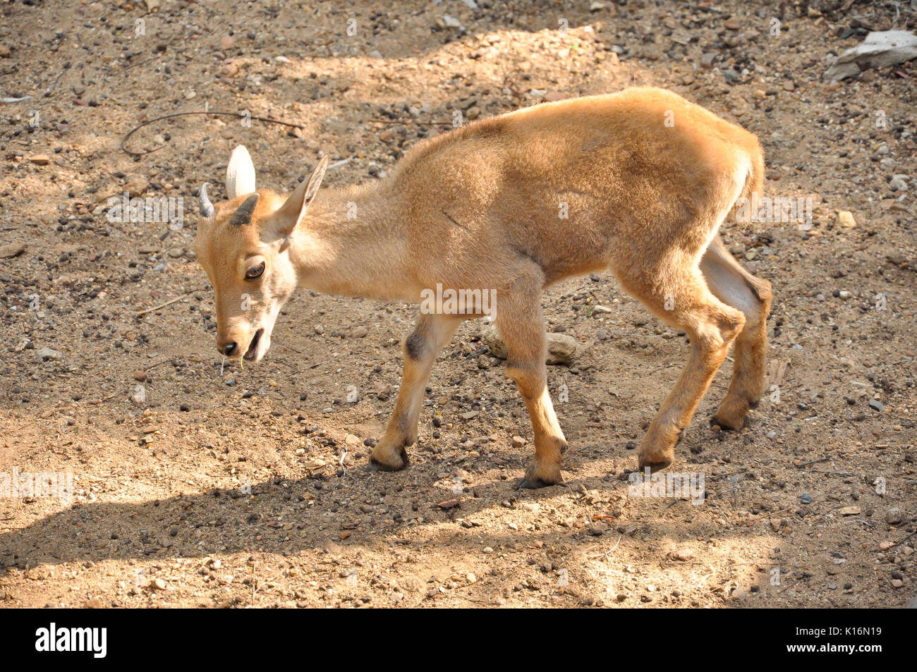 The Barbary sheep is a species of caprid native to rocky mountains in ...