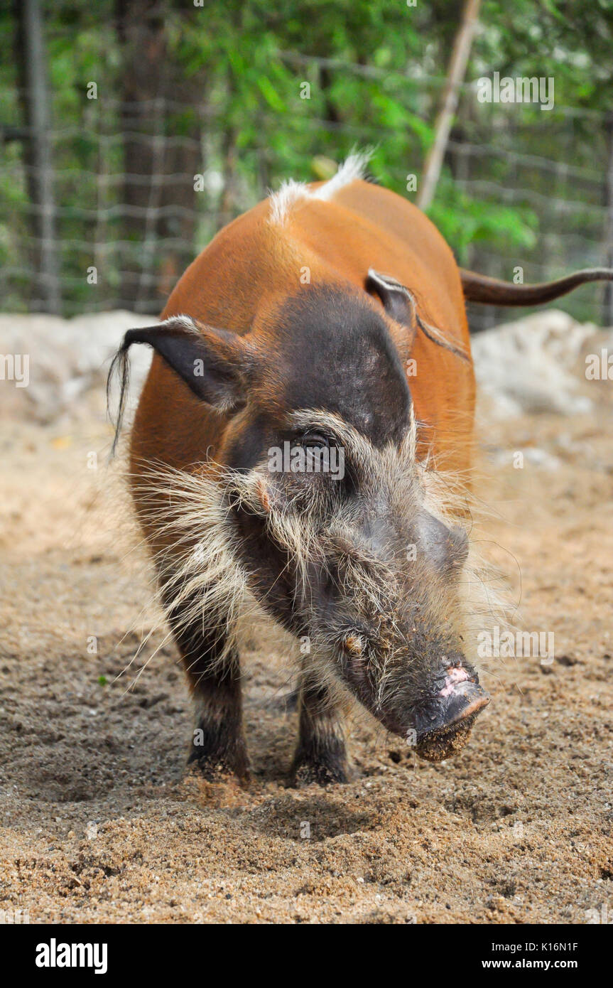 Long river boar hi-res stock photography and images - Alamy