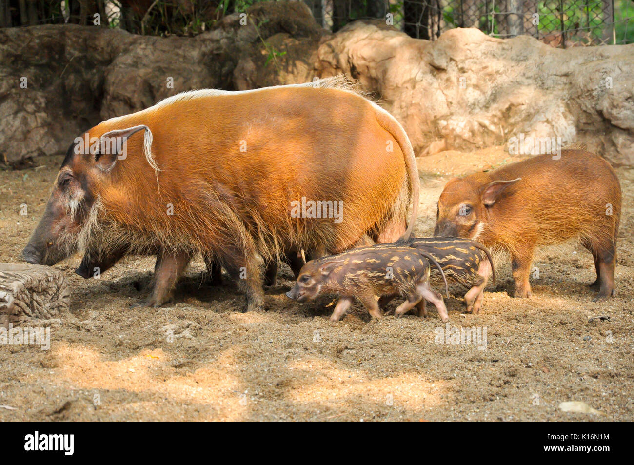 Variety of habitats hi-res stock photography and images - Alamy