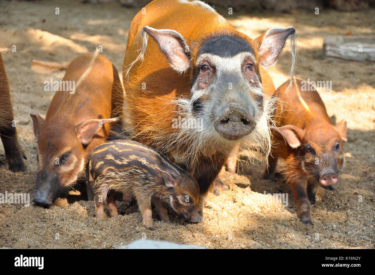 Long river boar hi-res stock photography and images - Alamy
