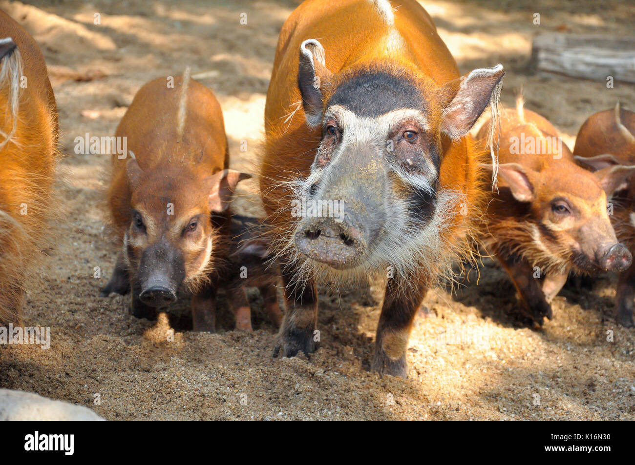 Long river boar hi-res stock photography and images - Alamy