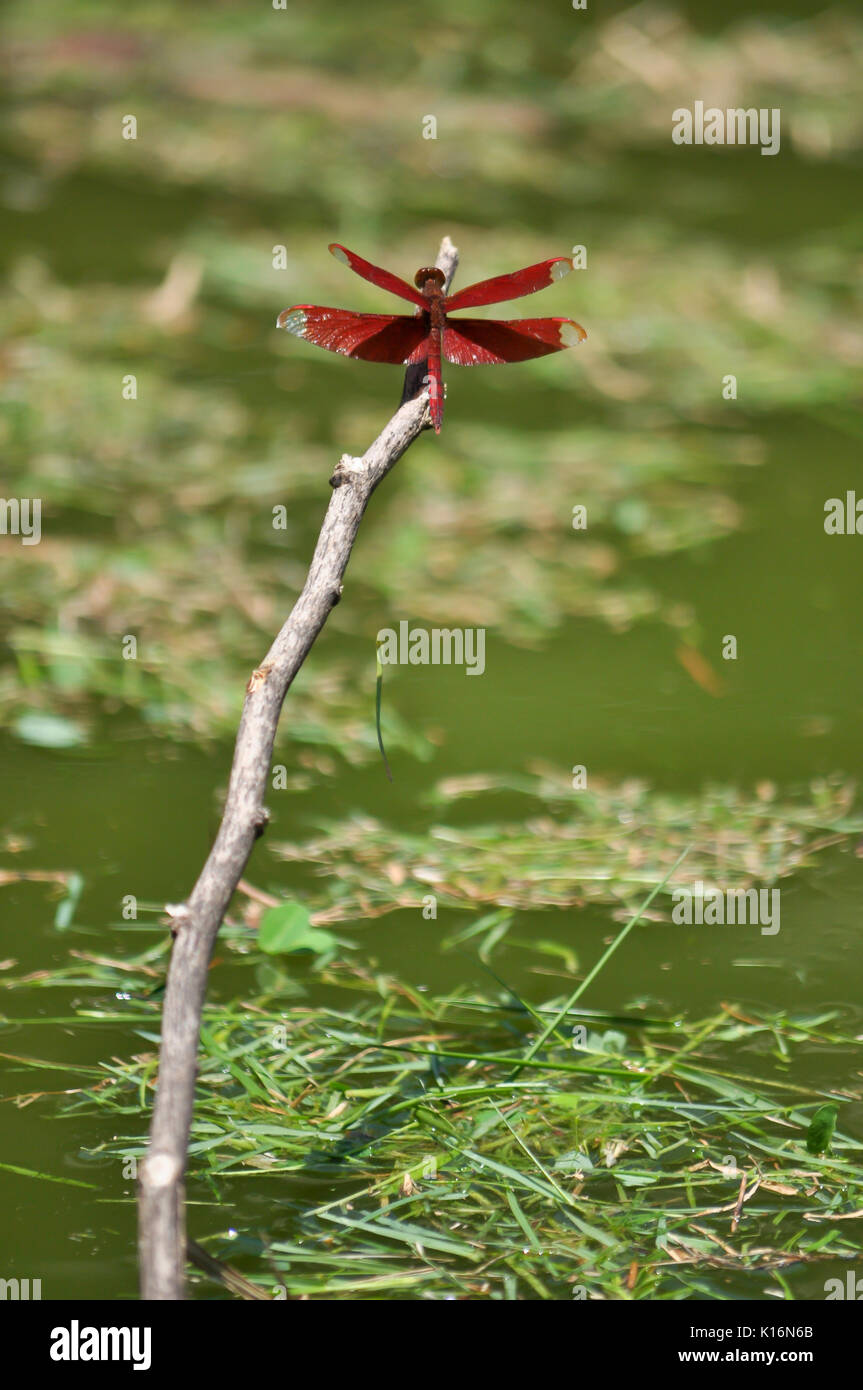 Red dragonfly perched on a twig that was floating in the pool Stock ...