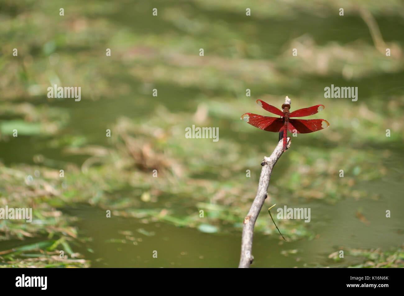 Red dragonfly perched on a twig that was floating in the pool Stock ...