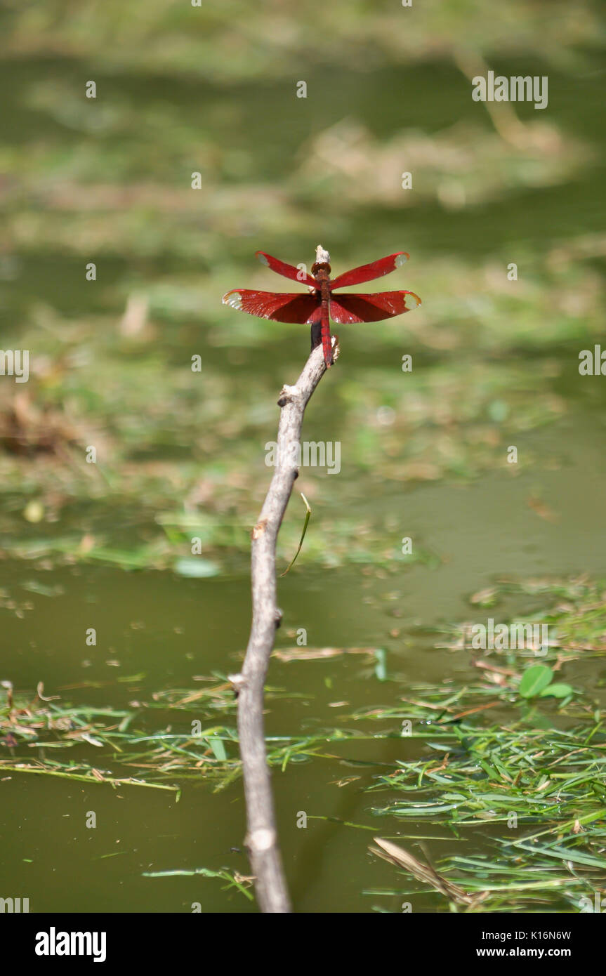 Red dragonfly perched on a twig that was floating in the pool Stock ...
