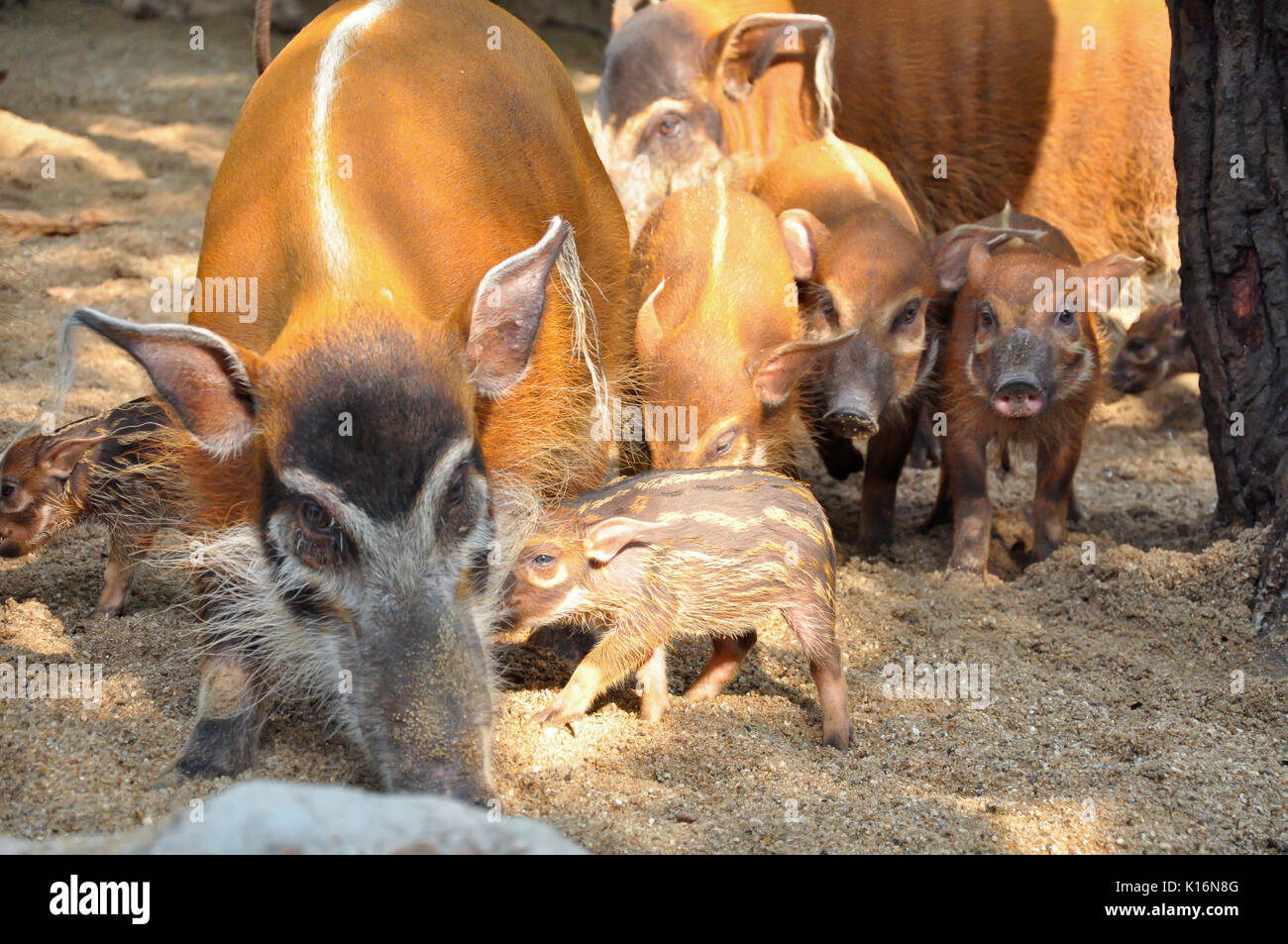 Long river boar hi-res stock photography and images - Alamy