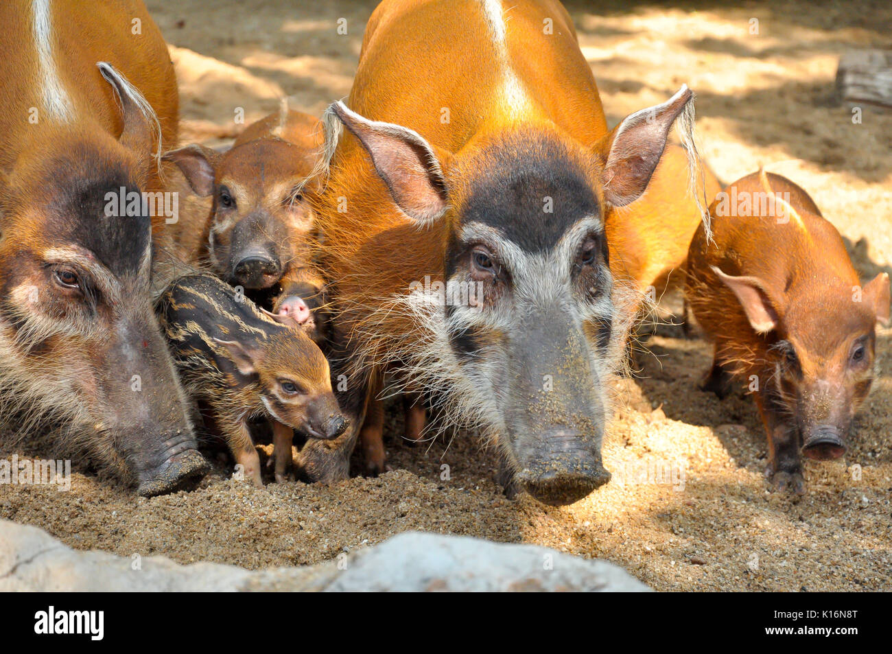 Red river hogs will live in a variety of habitats as long as there is ...