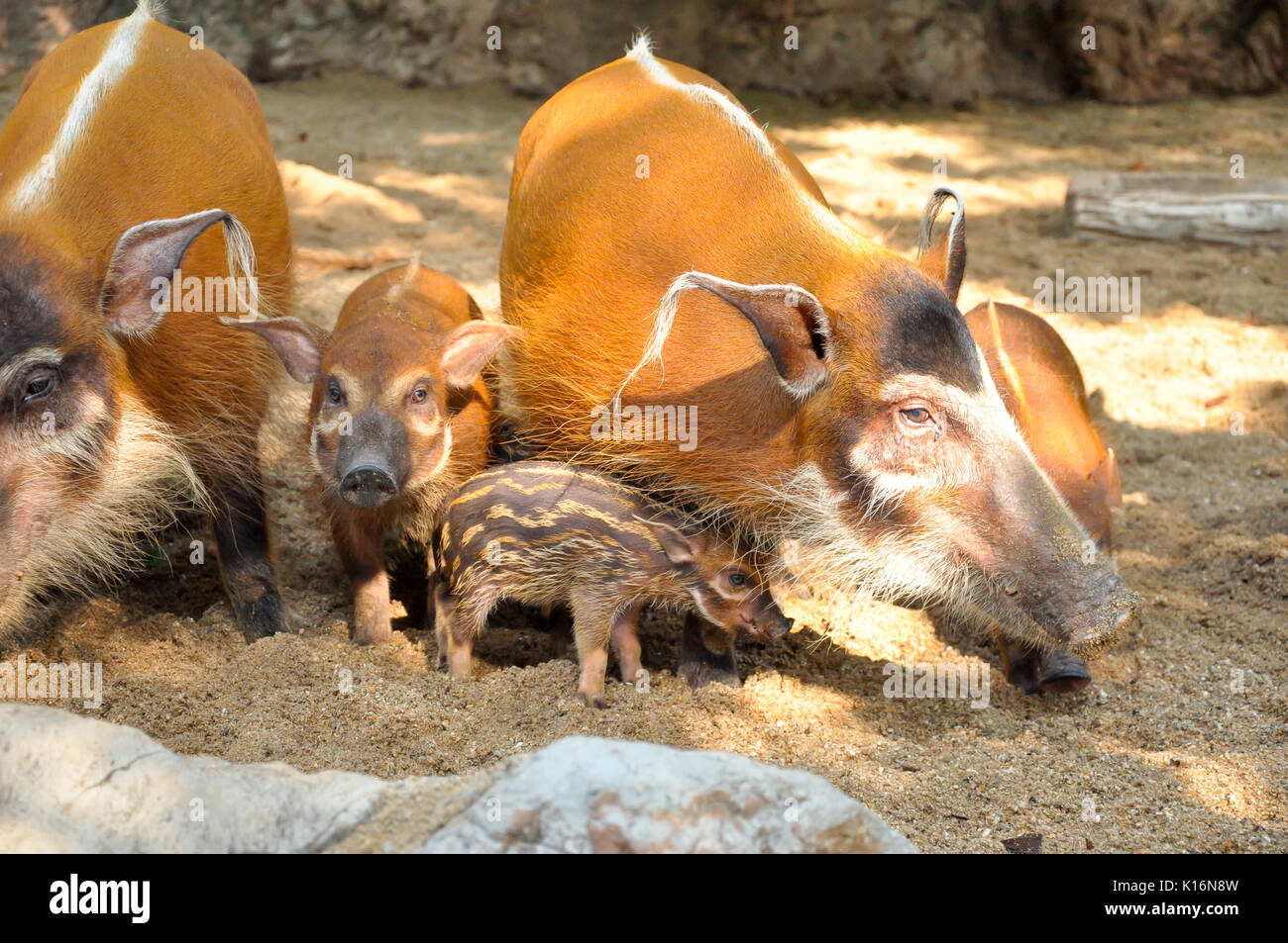 Variety of habitats hi-res stock photography and images - Alamy