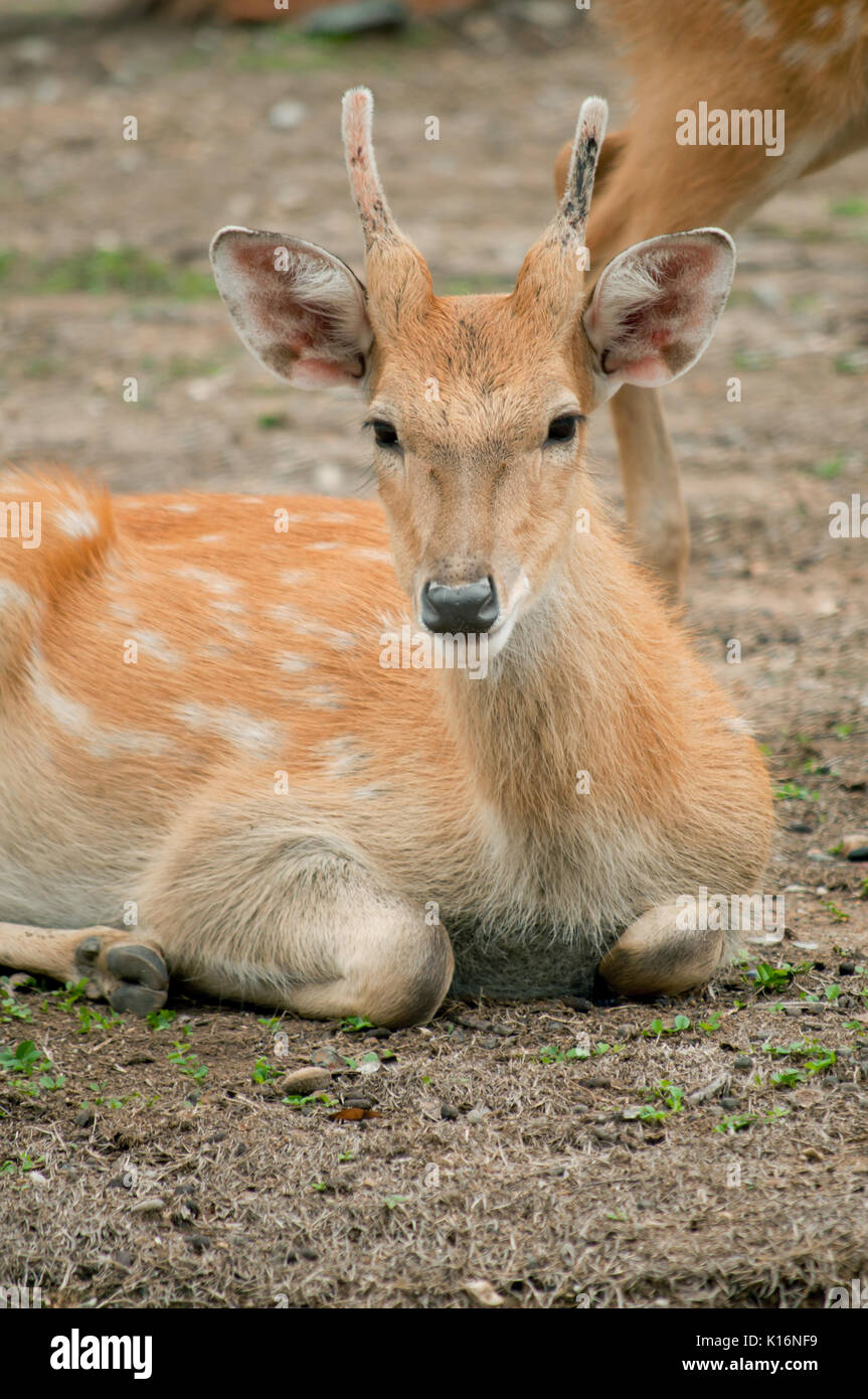 Sika are woodland deer characteristic of broad-leaved and mixed forests ...