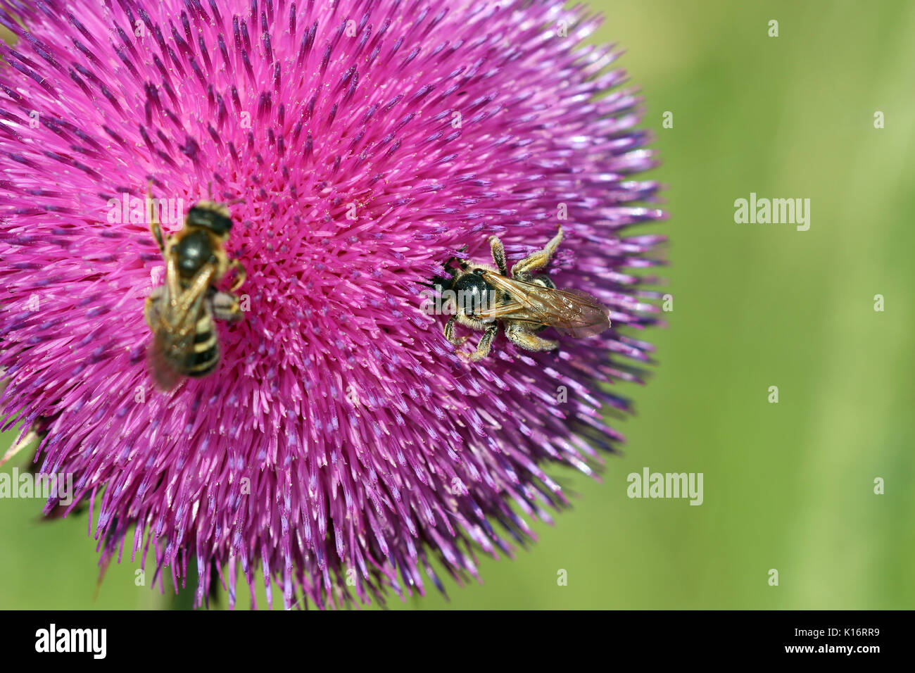 bees on flower spring season Stock Photo - Alamy