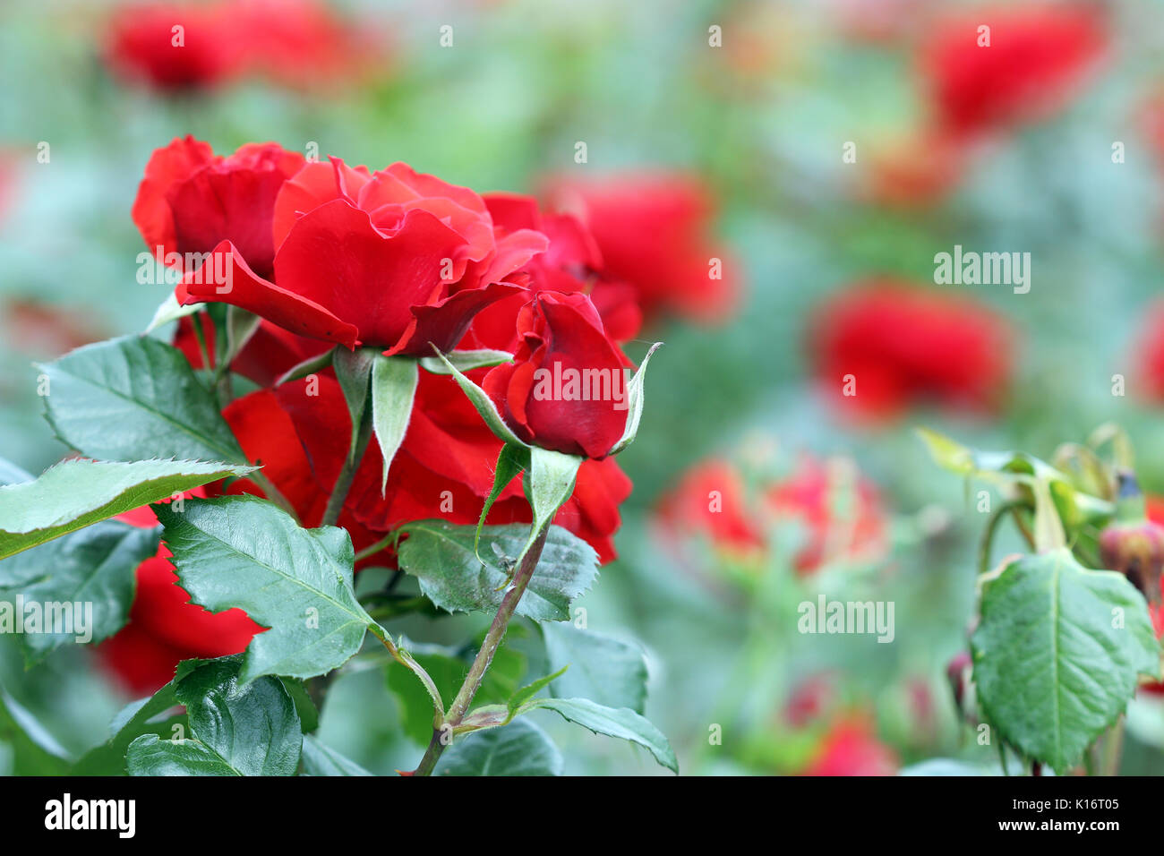 red roses flowers spring season Stock Photo - Alamy
