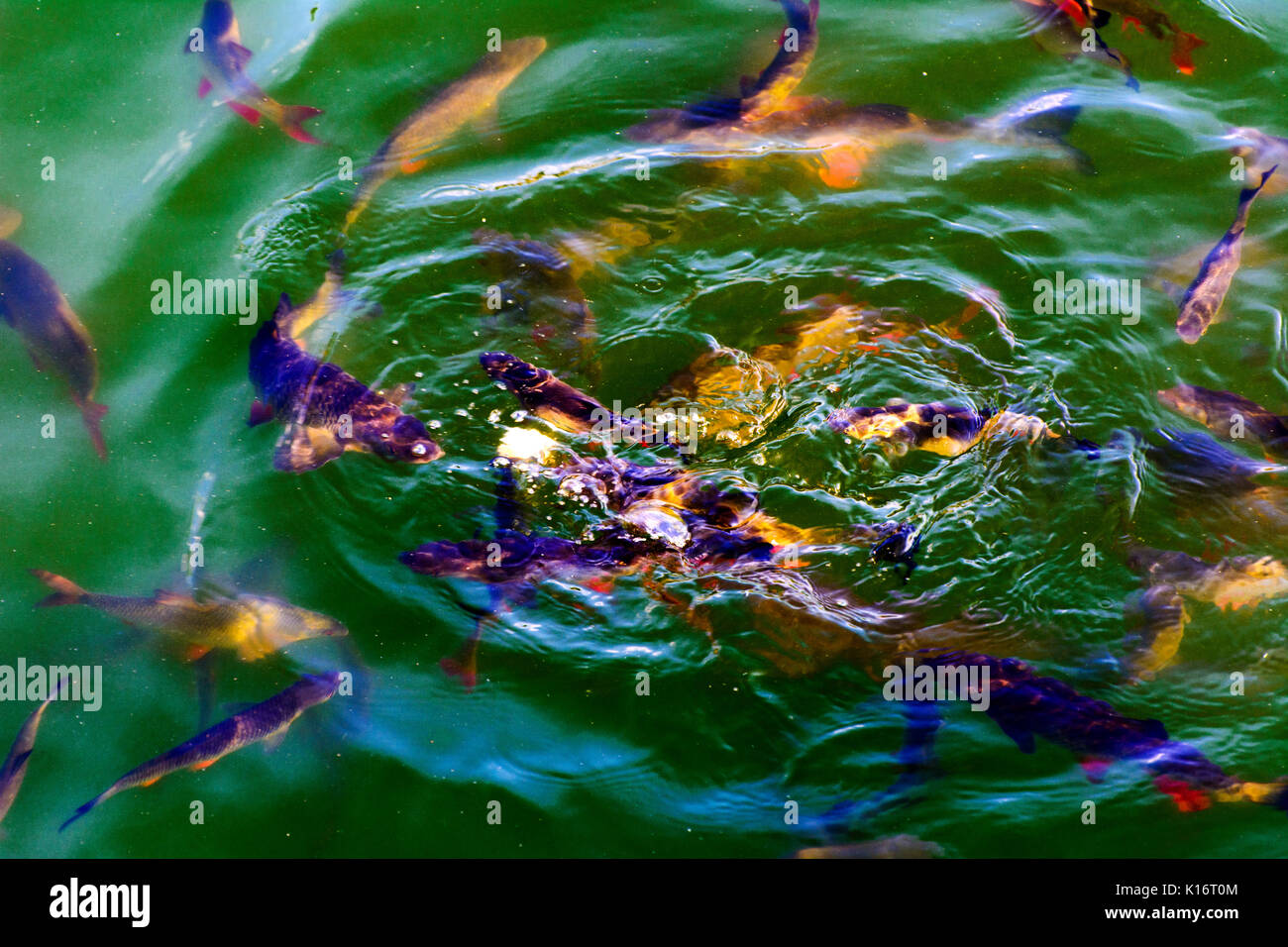 Chernobyl catfish hi-res stock photography and images - Alamy