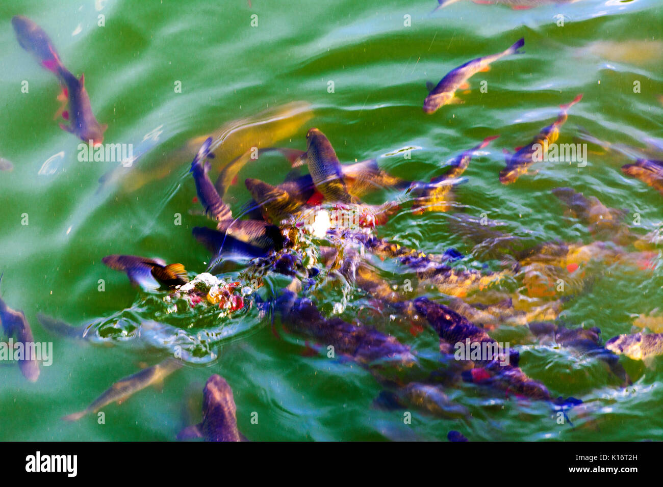 Fish catfish and ide live in ponds to cool the Chernobyl nuclear power ...