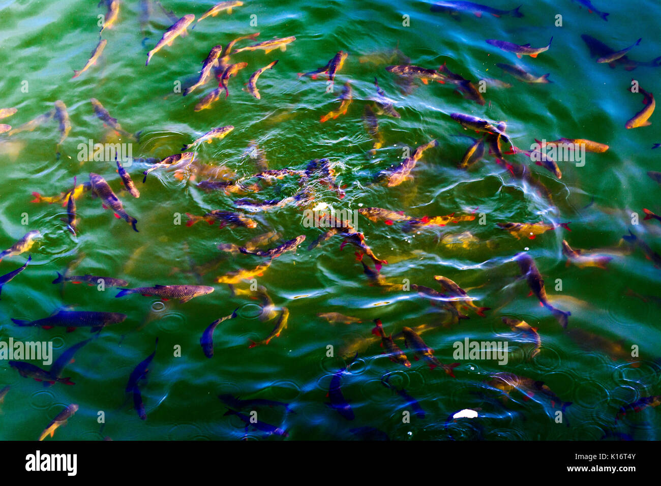 Fish catfish and ide live in ponds to cool the Chernobyl nuclear power ...