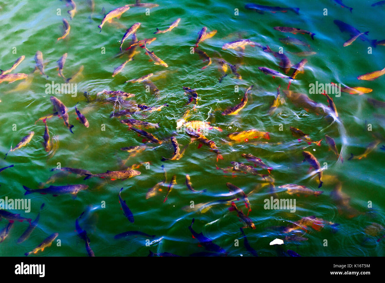 Fish catfish and ide live in ponds to cool the Chernobyl nuclear power ...