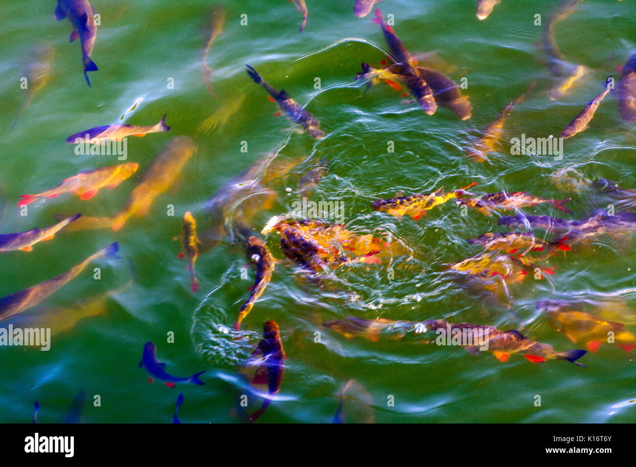 Fish catfish and ide live in ponds to cool the Chernobyl nuclear power ...
