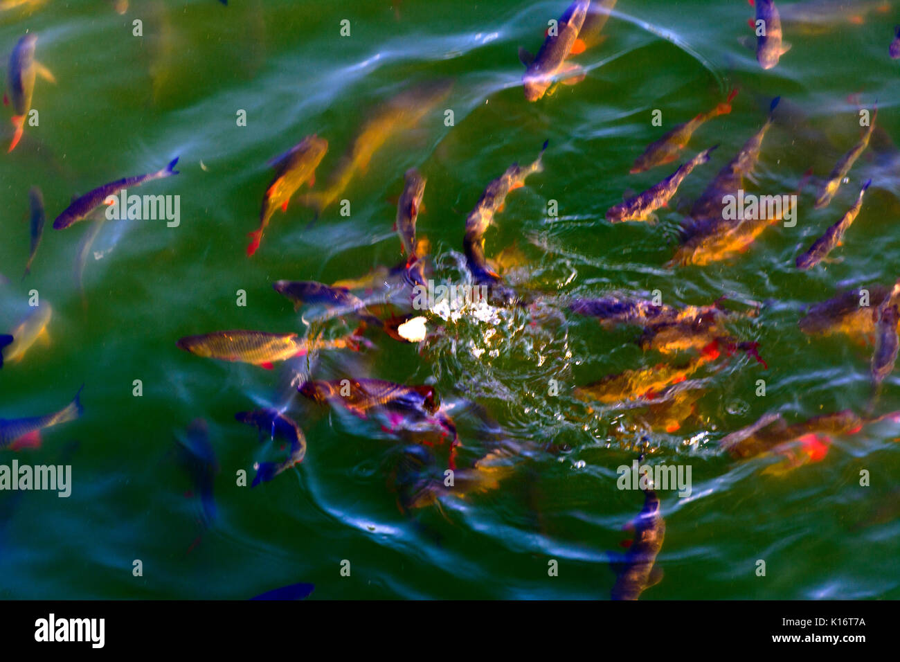 Fish catfish and ide live in ponds to cool the Chernobyl nuclear power ...