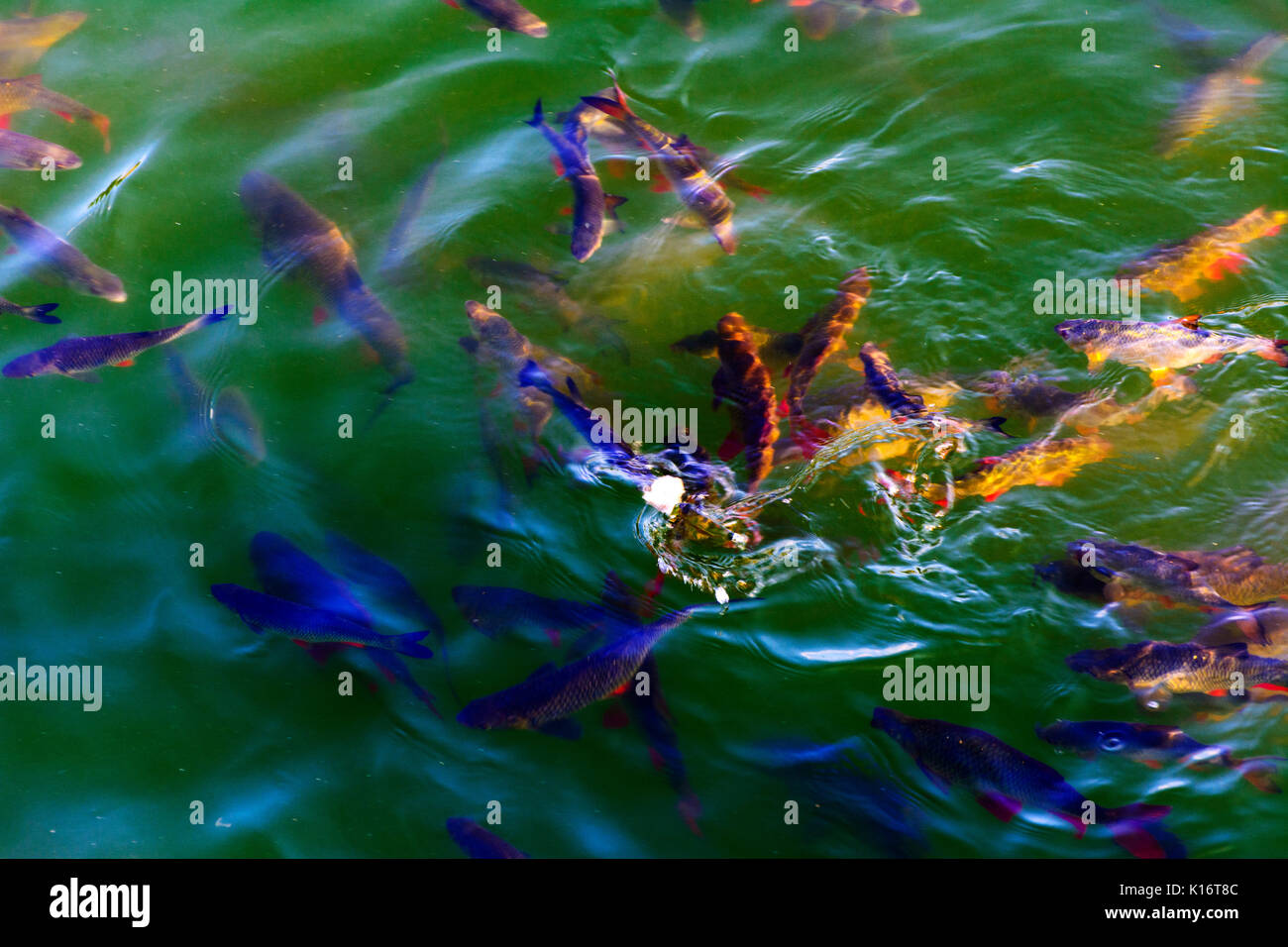 Mutated Fish Chernobyl Diaries