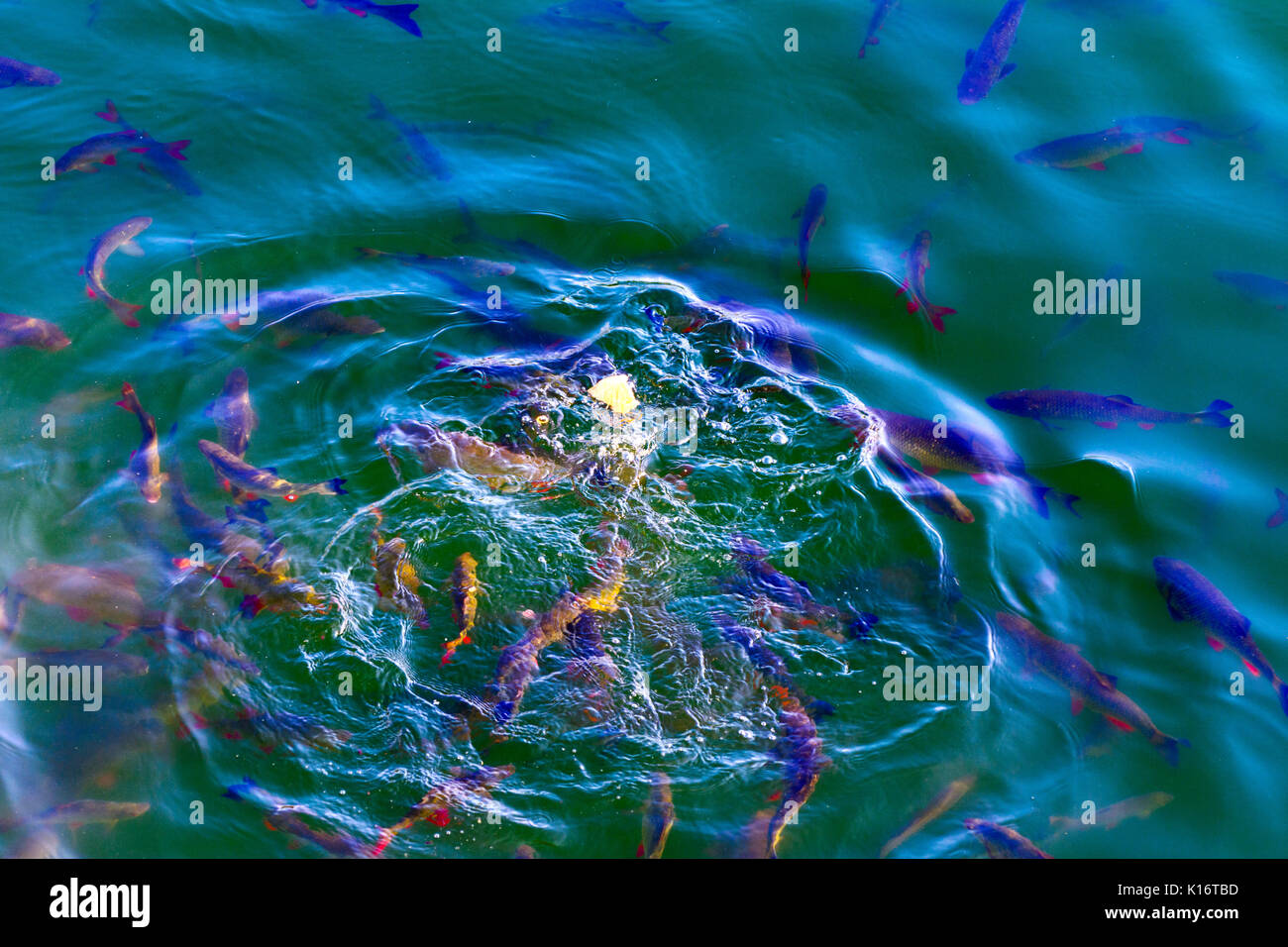 Fish catfish and ide live in ponds to cool the Chernobyl nuclear power ...