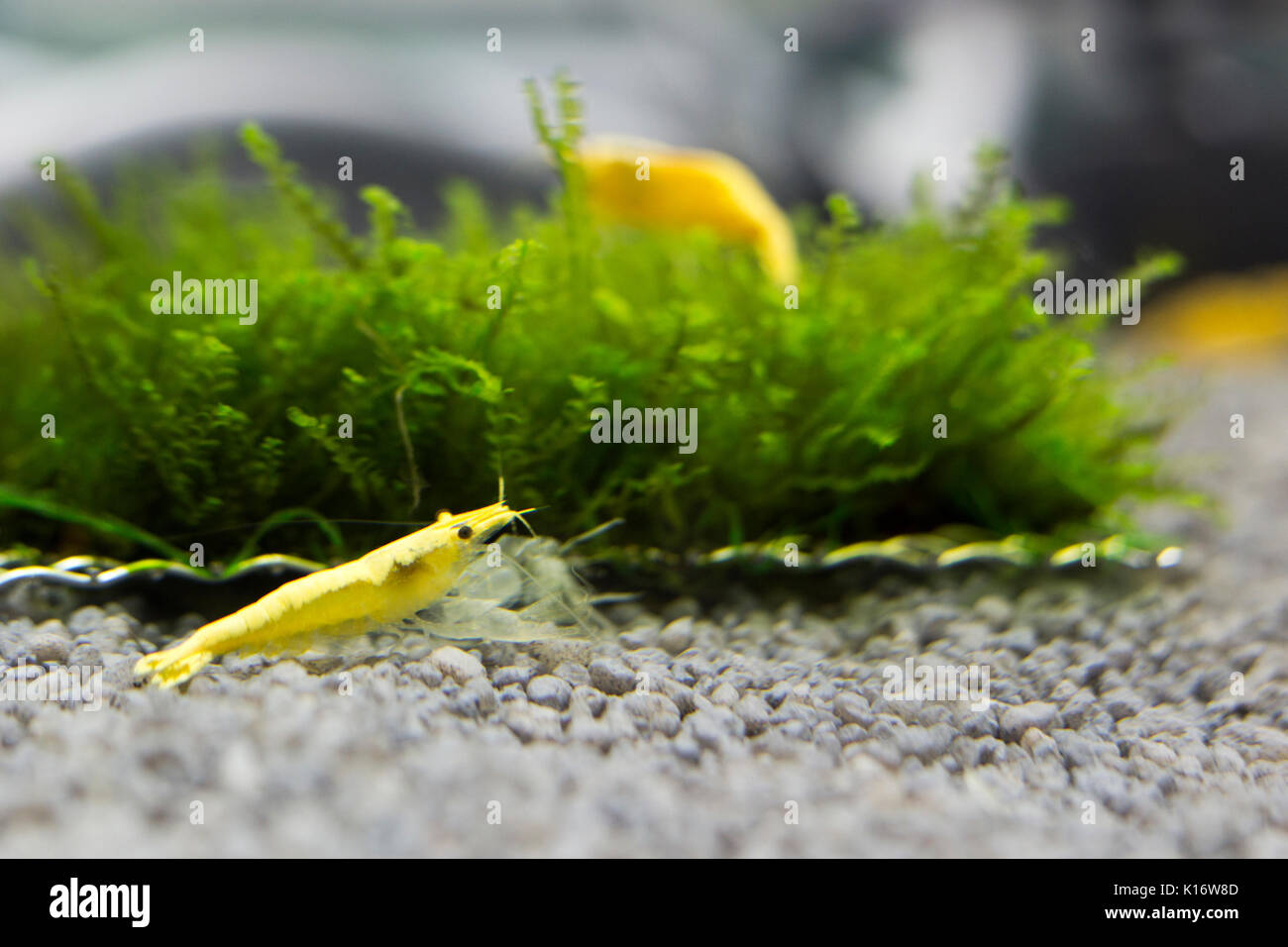 Halocaridina hi-res stock photography and images - Alamy