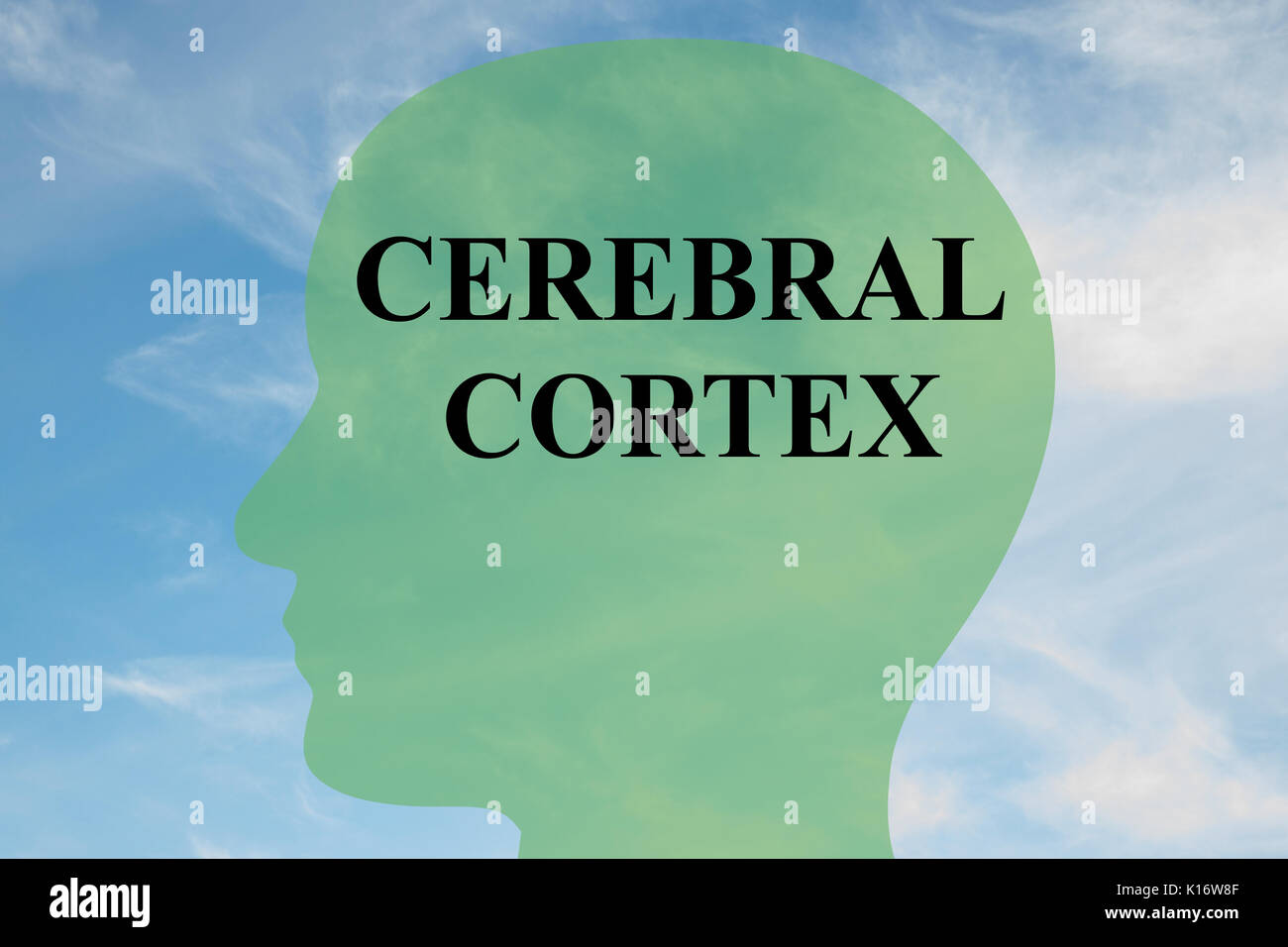 Render illustration of "CEREBRAL CORTEX" script on head silhouette ...