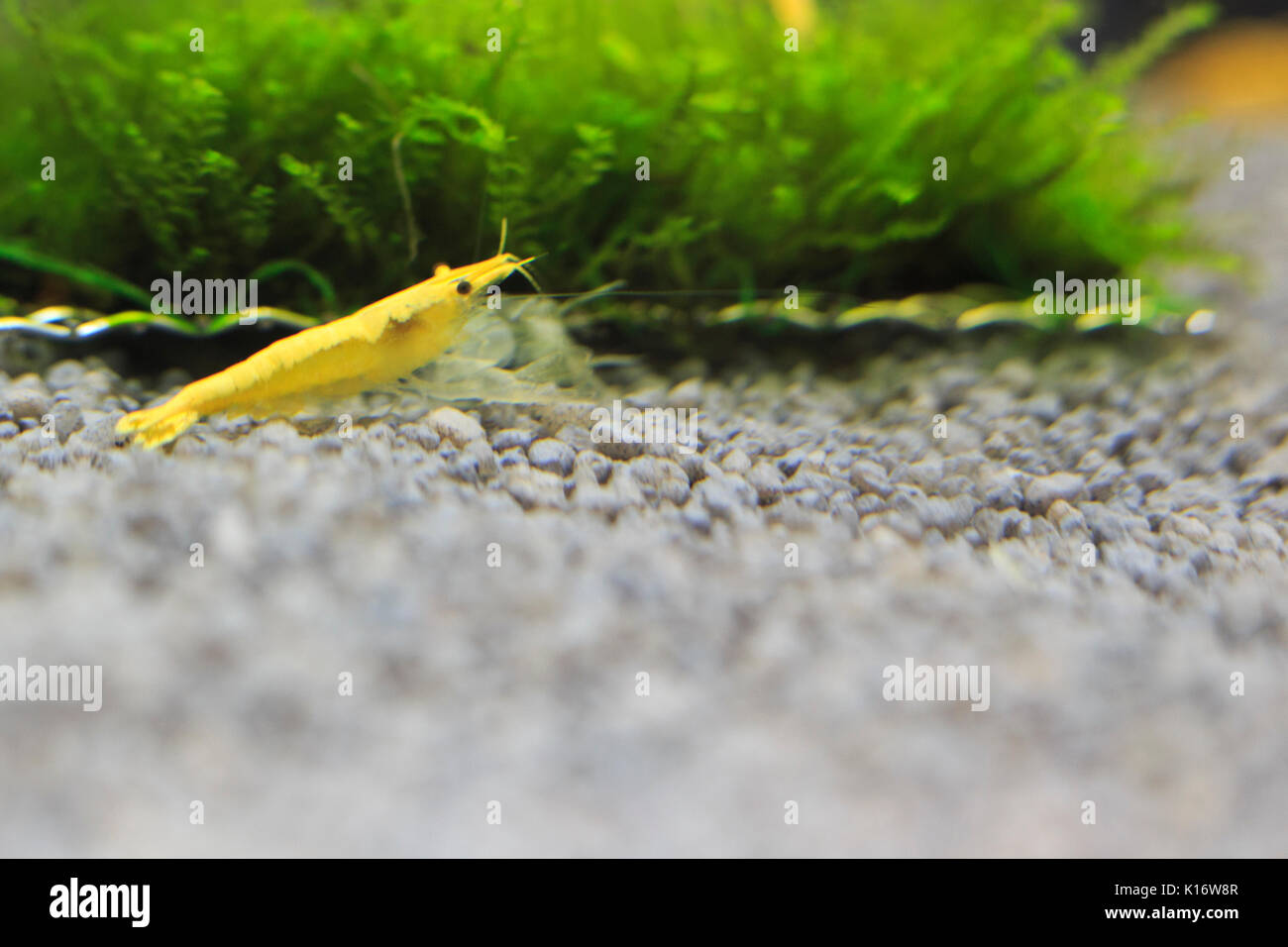 Hawaiian Red Shrimp - Halocaridina Rubra Stock Photo - Alamy