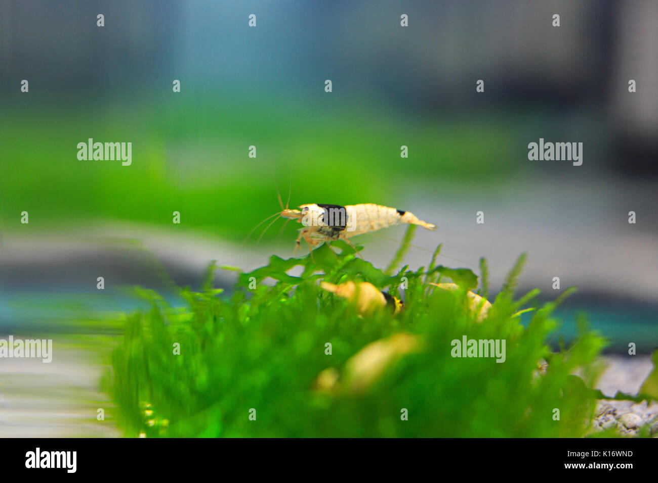 Planted aquarium with shrimp Stock Photo - Alamy