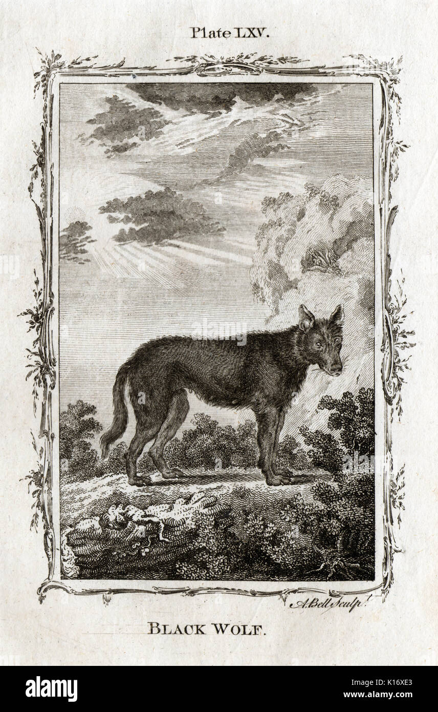Antique Animal Print of a Black Wolf from Count de Buffon's Histoire ...