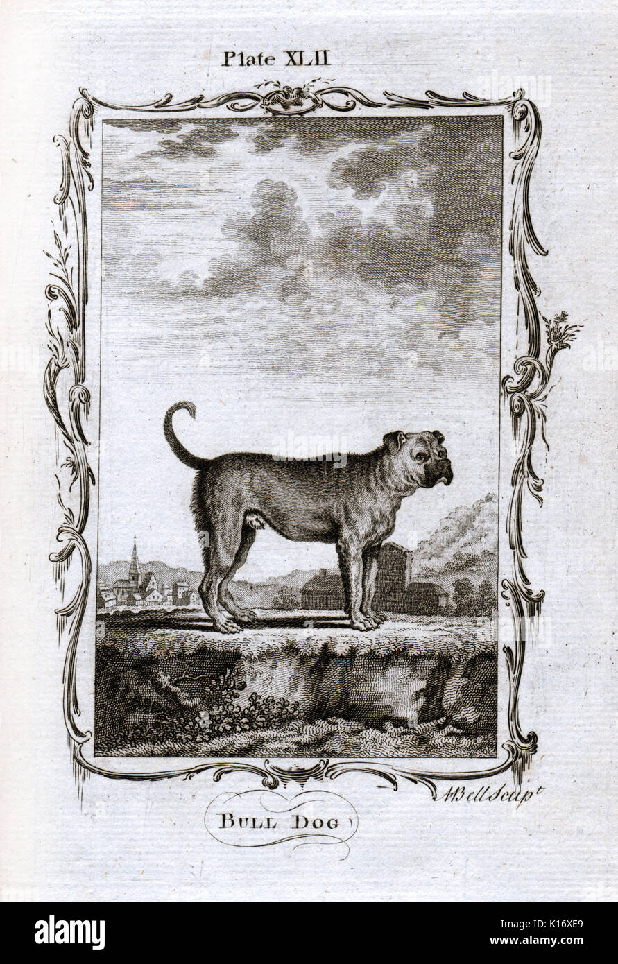 Antique Animal Print of a Bull Dog from Count de Buffon's Histoire ...