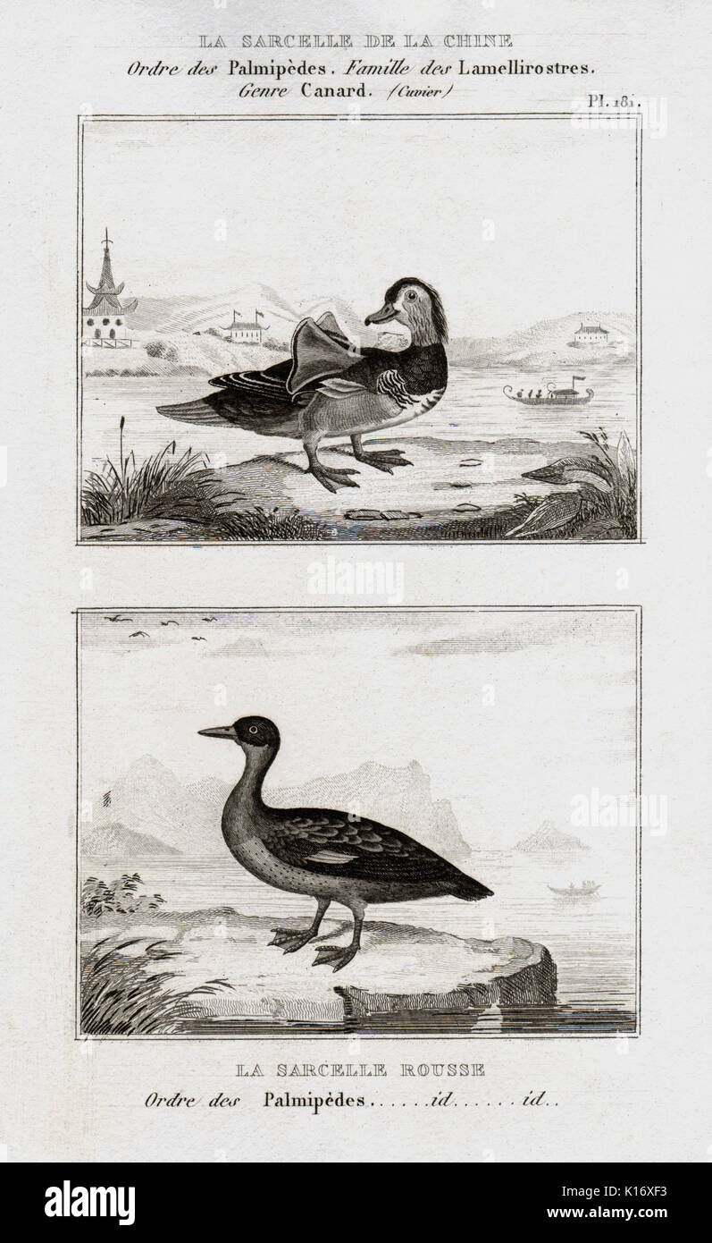 Antique Animal Print of a Chinese Duck from Count de Buffon's Histoire ...