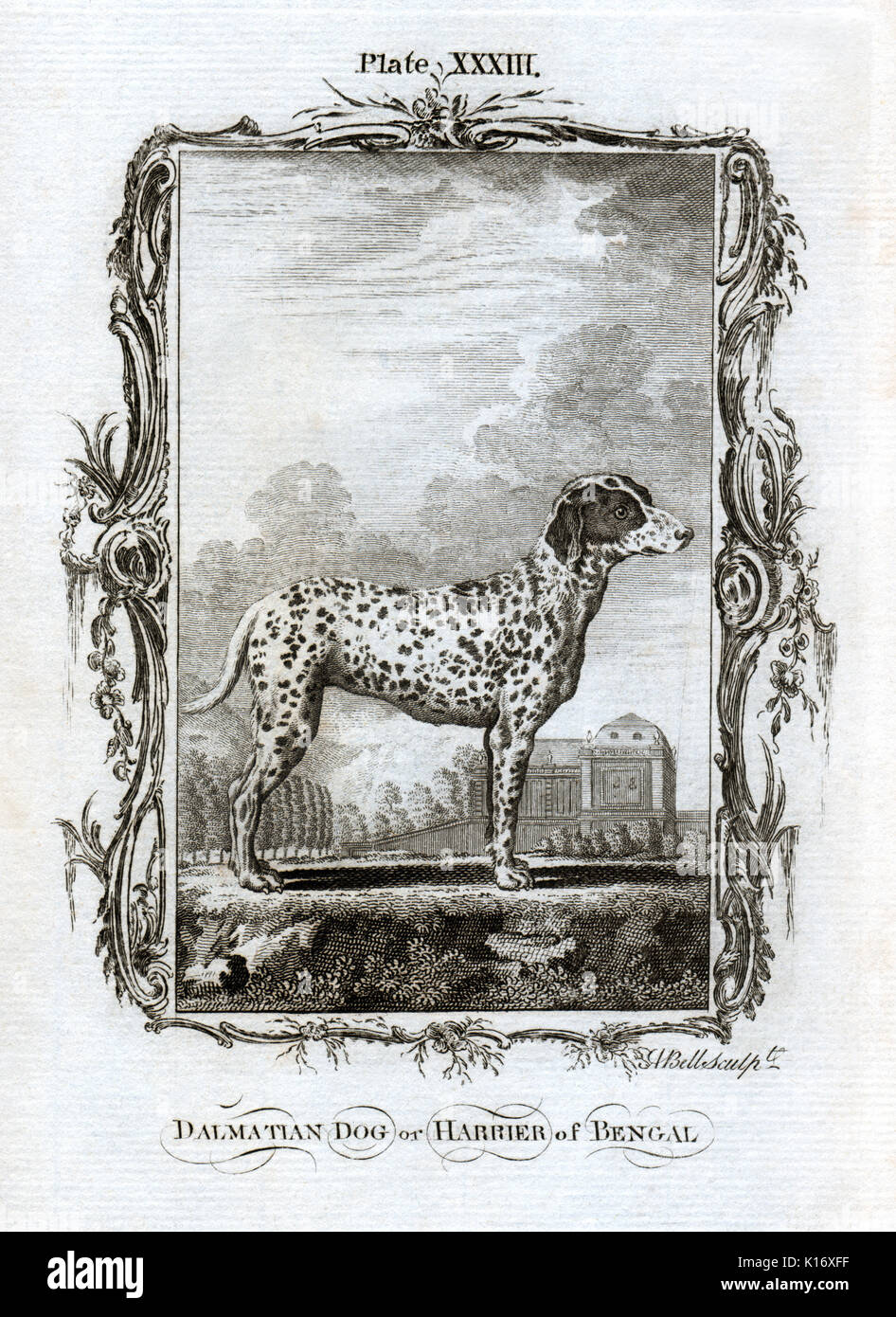 Antique Animal Print of a Dalmatian Dog from Count de Buffon's Histoire ...