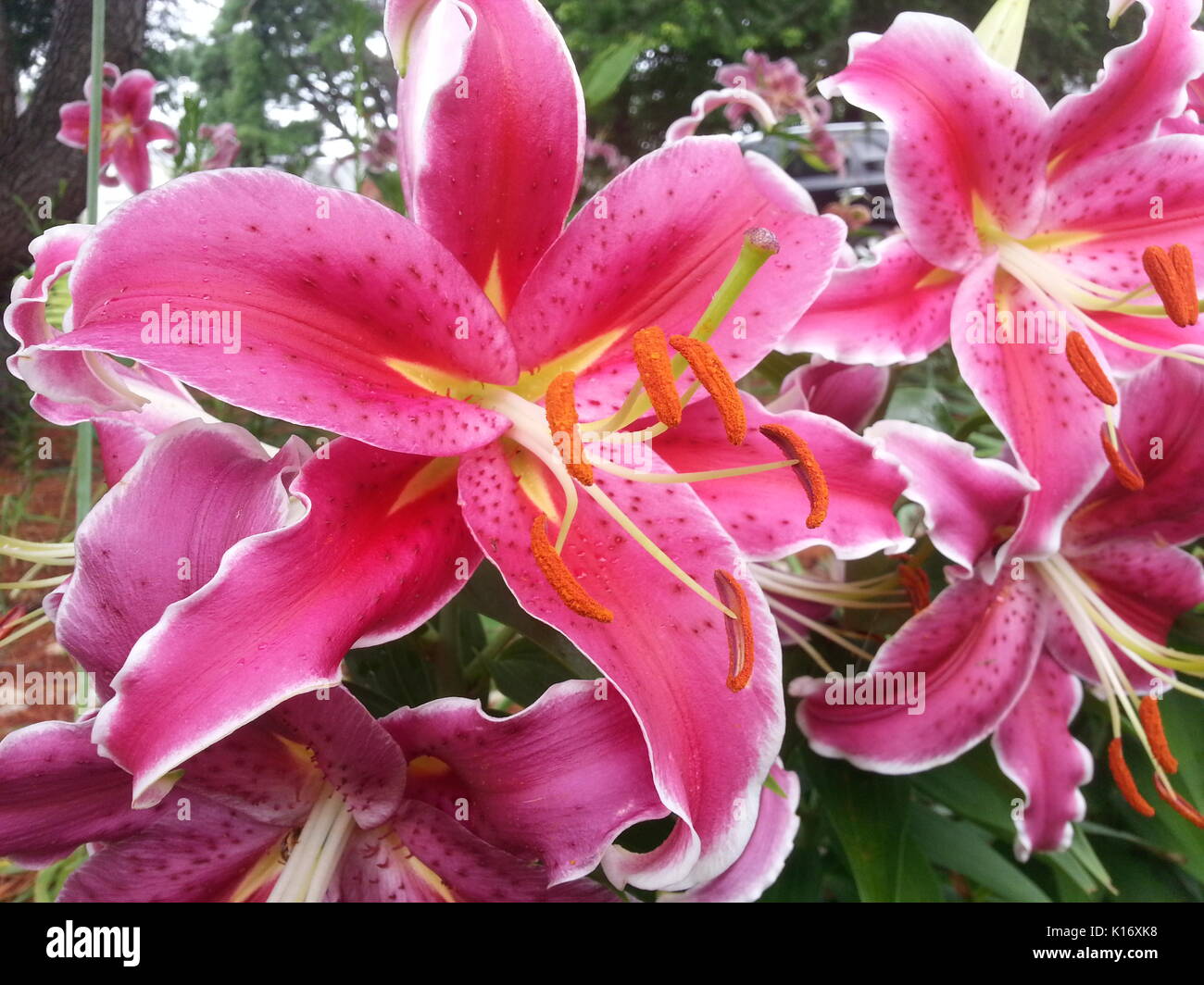 Star gazing lily hi-res stock photography and images - Alamy