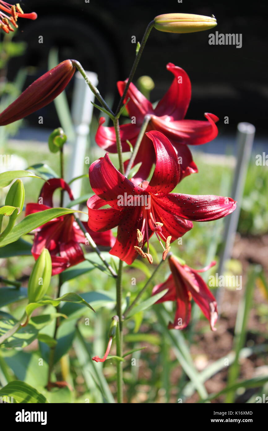 Red tiger lily hi-res stock photography and images - Alamy