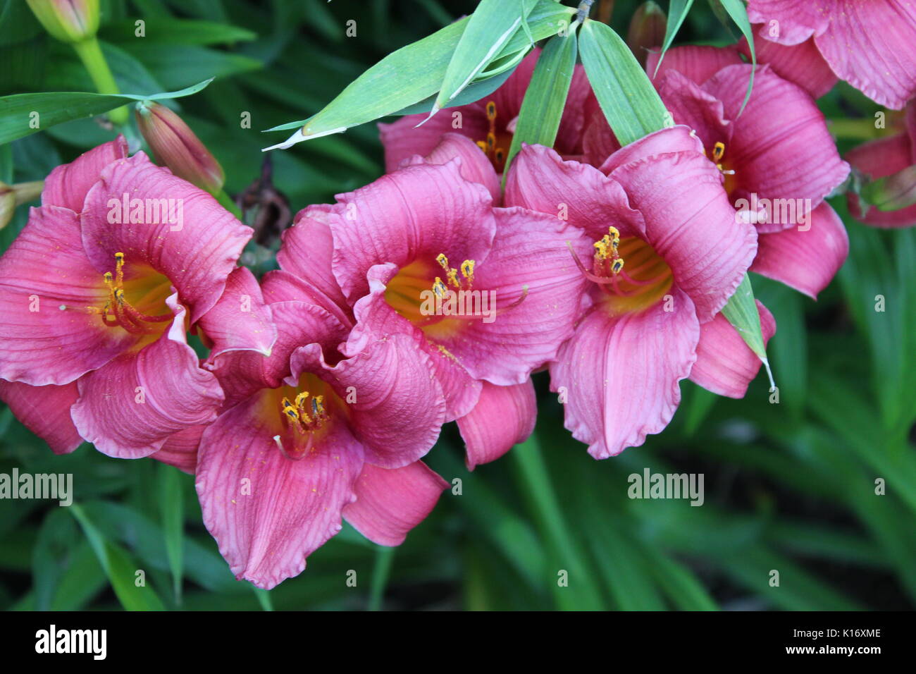 cluster of dark pink day lilies together; rare variety Stock Photo - Alamy