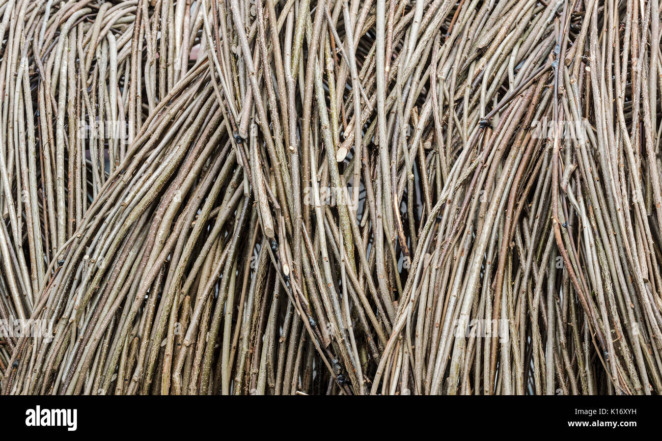 dry twig fence as textured background. natural material backdrop ...