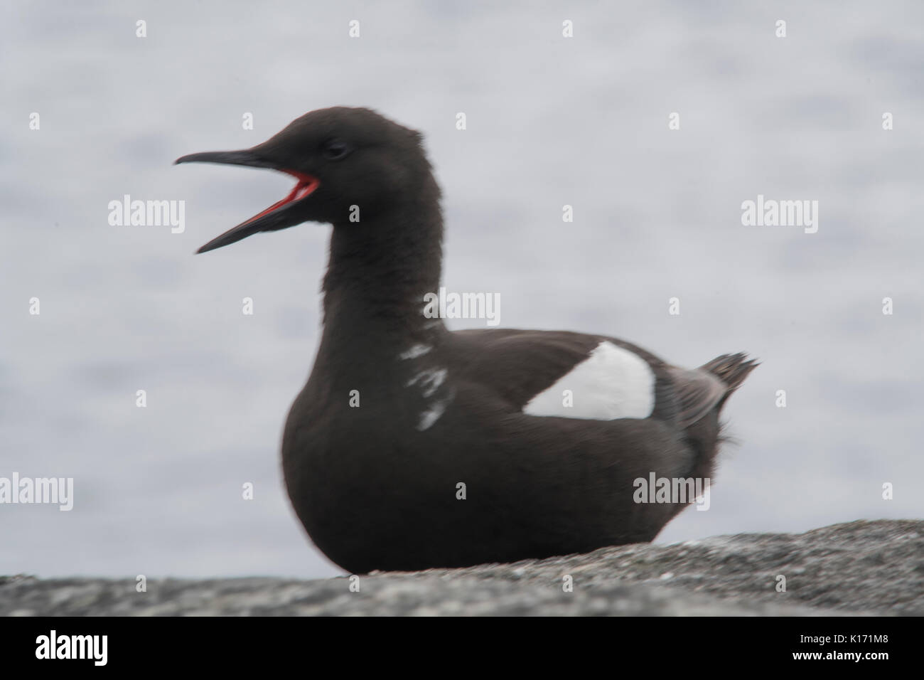 Black guilliemot hi-res stock photography and images - Alamy