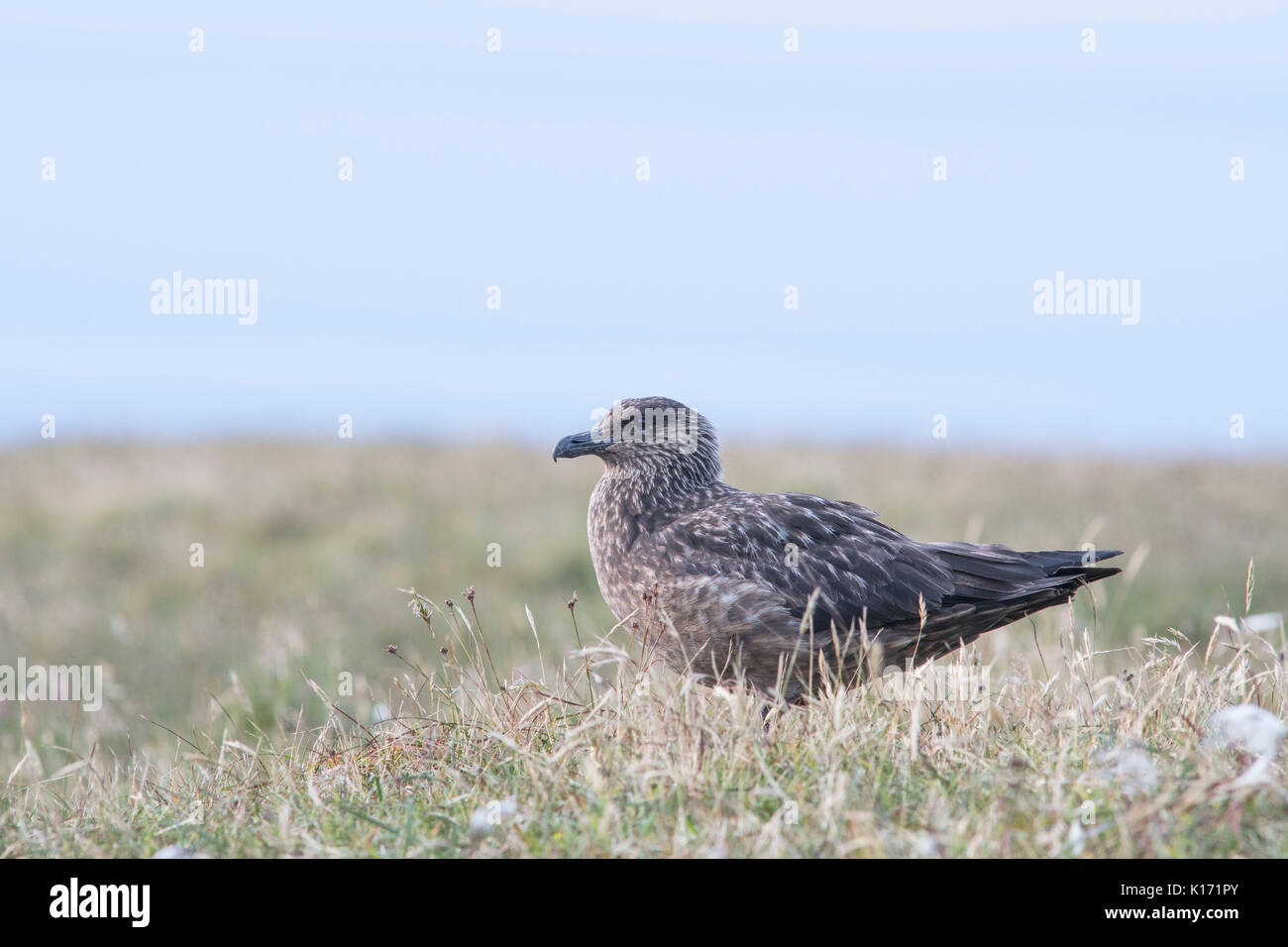 Side view of great skua Stock Photo - Alamy