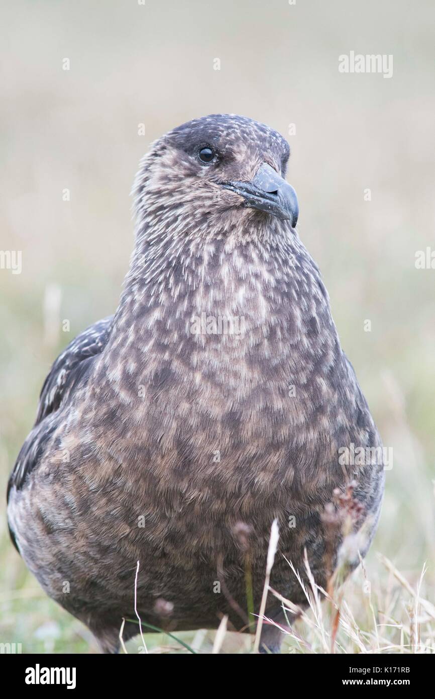 Close up of great skua (bonxie Stock Photo - Alamy