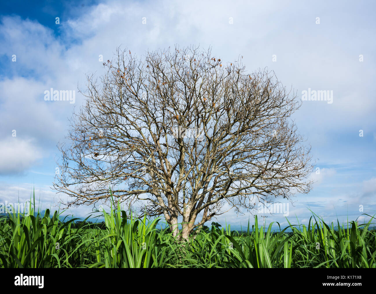 Tree without leaf hi-res stock photography and images - Alamy