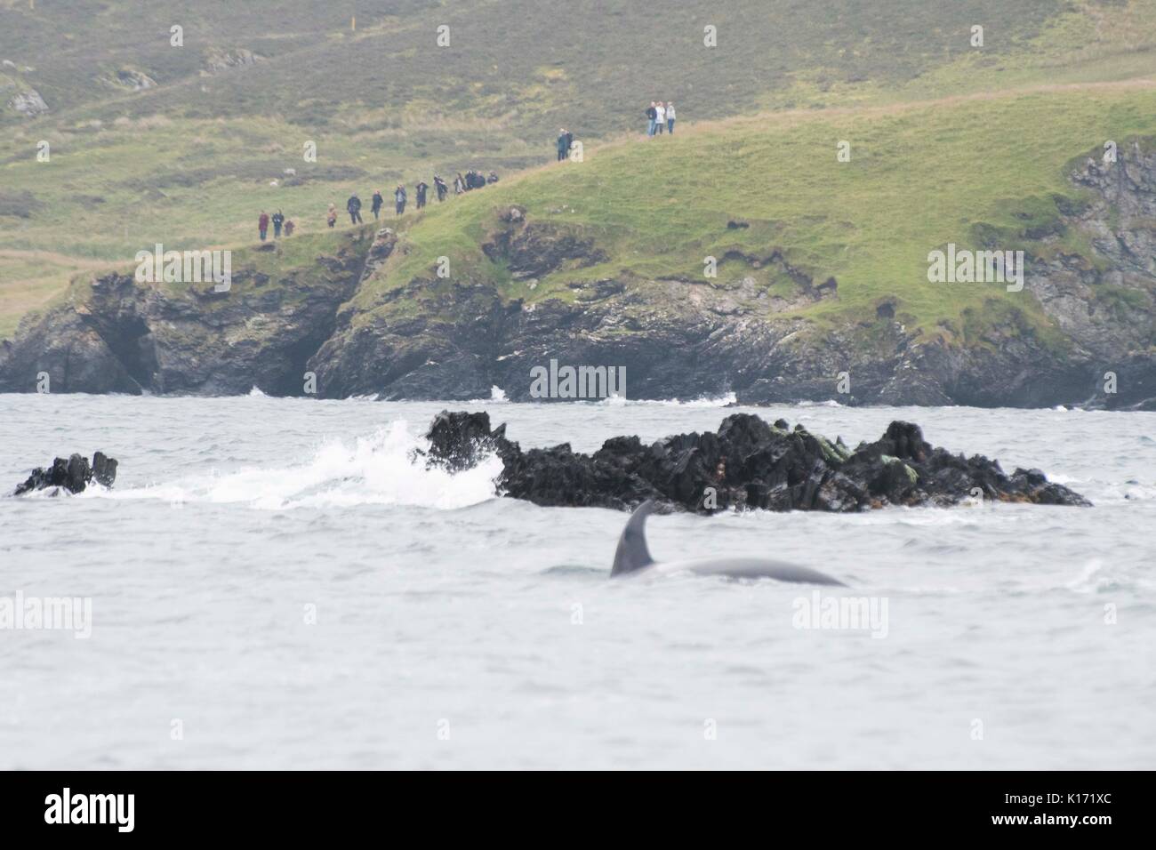 Killer whales in Scotland Stock Photo - Alamy