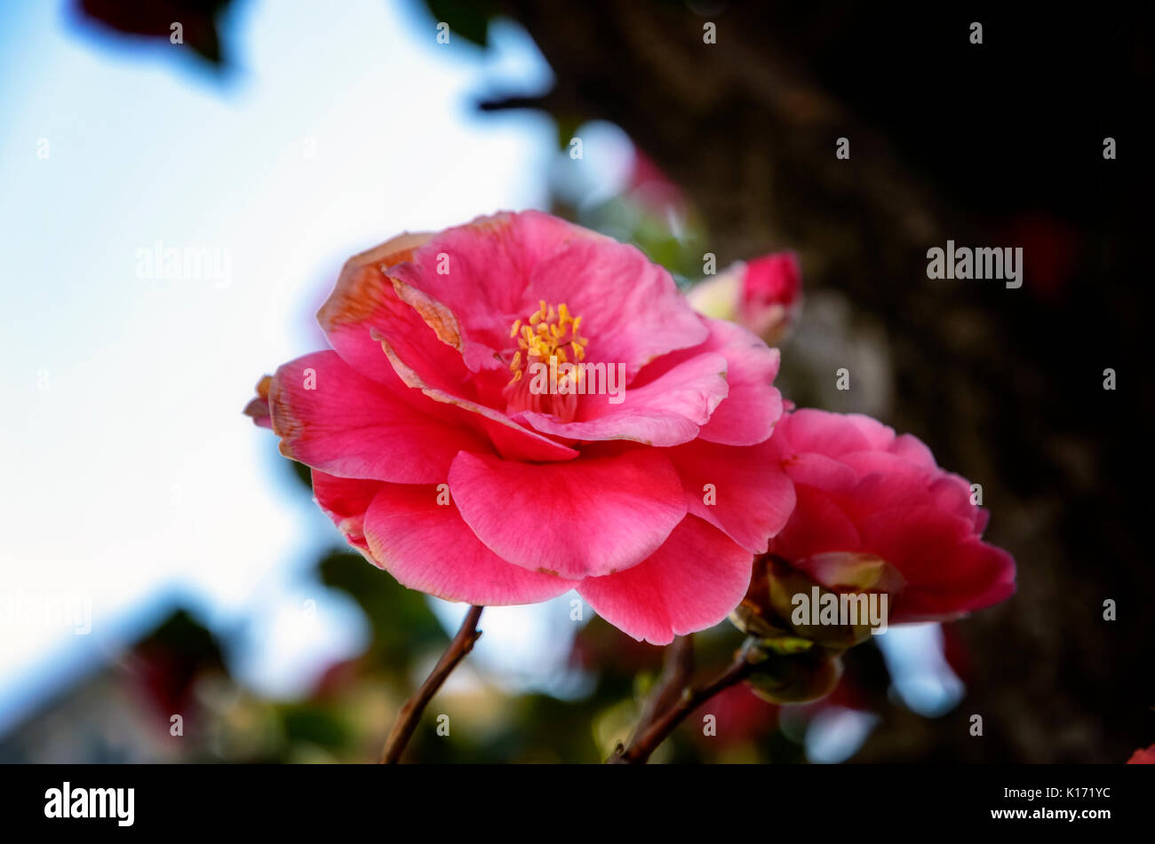 Red camellia flowers blooming in the monastery garden at the spring day ...