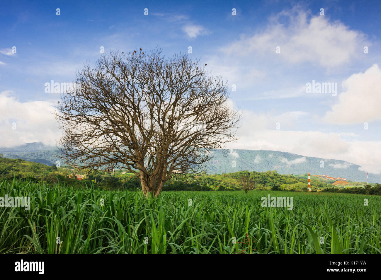 Tree without leaf hi-res stock photography and images - Alamy
