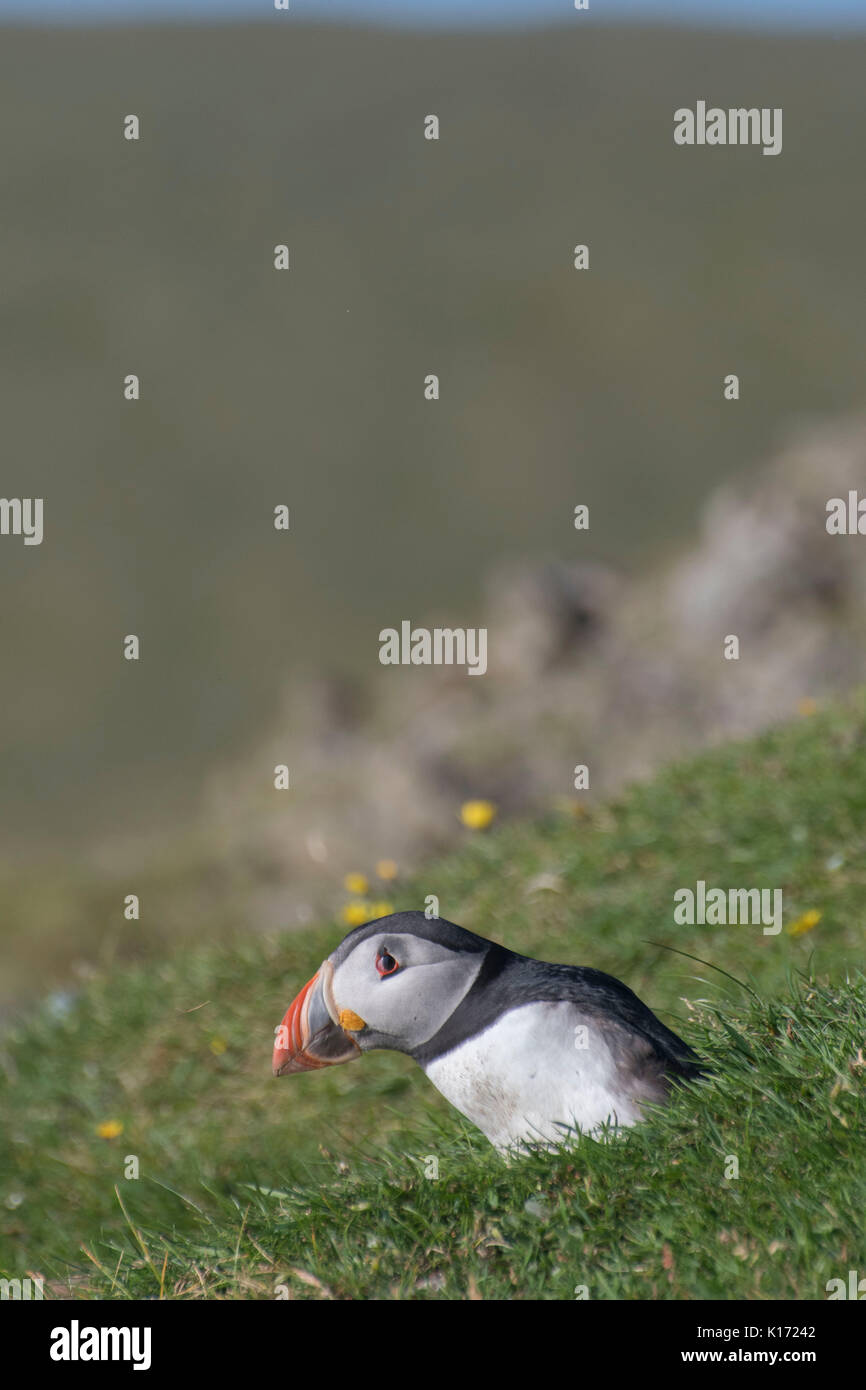 Puffin emerging from burrow Stock Photo - Alamy