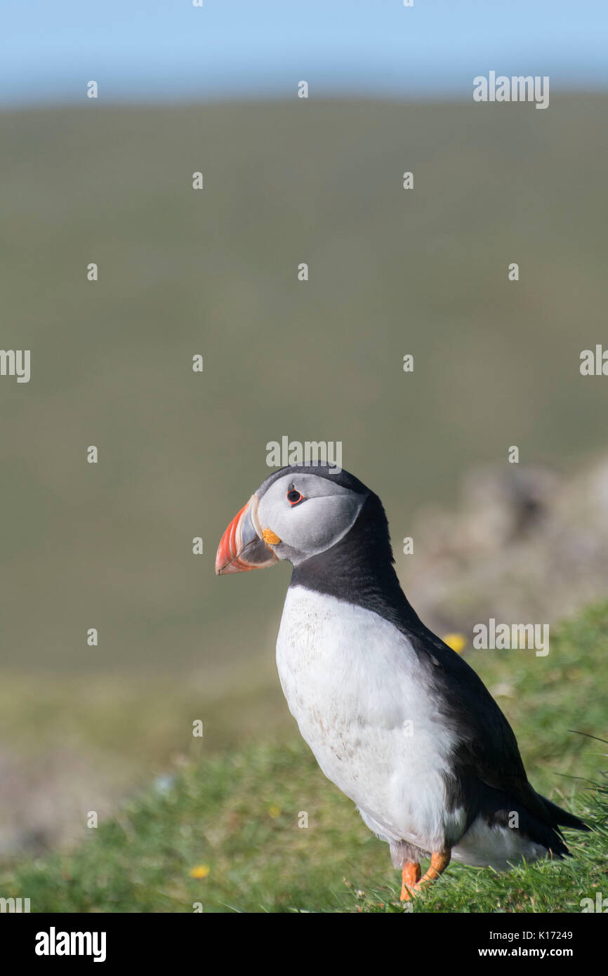 Puffin emerging from burrow Stock Photo - Alamy