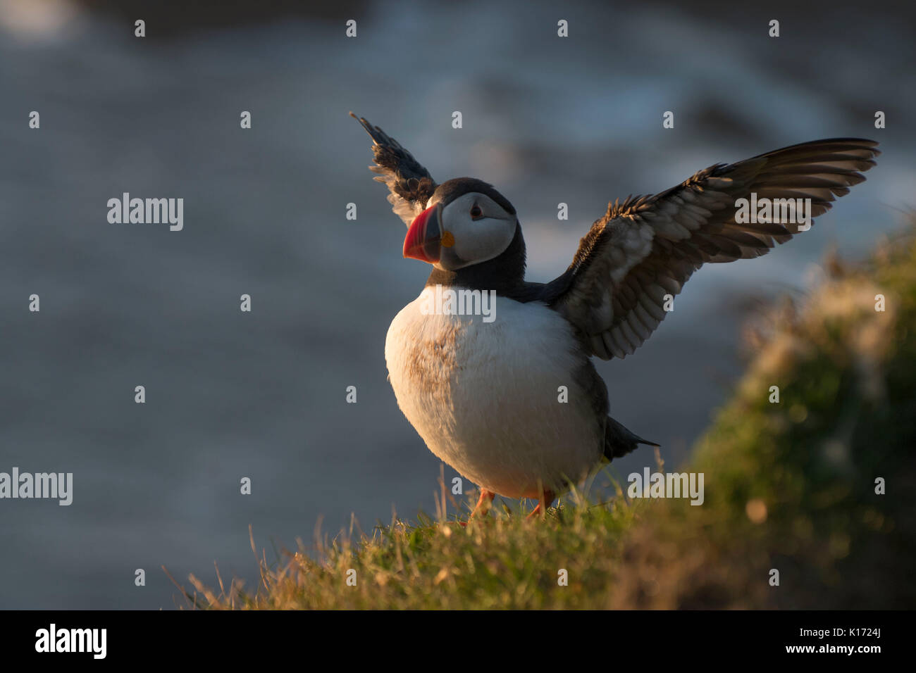 Puffin flapping wings Stock Photo - Alamy