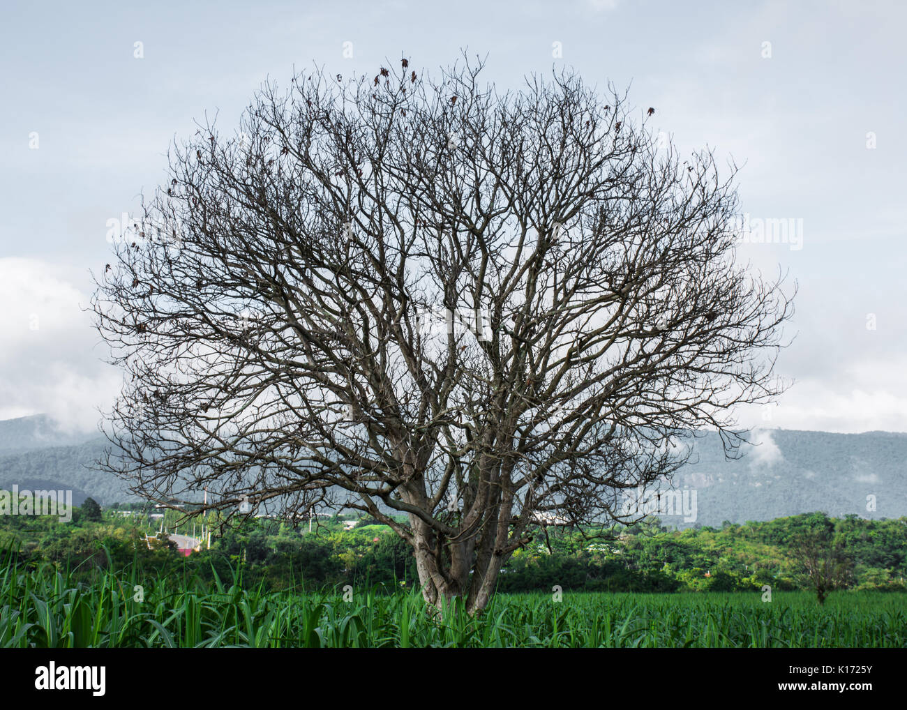 Tree without leaf hi-res stock photography and images - Alamy