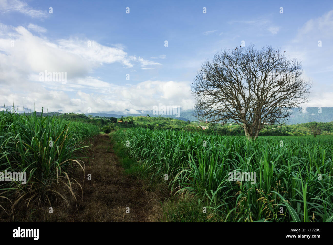 Tree without leaf Stock Photo - Alamy