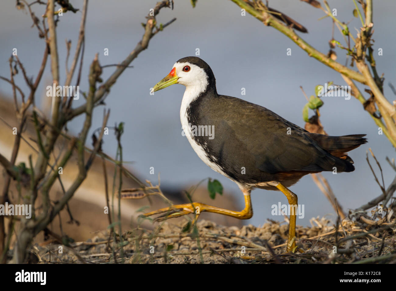 The white breasted waterhen (Amaurornis phoenicurus) at Bharatpur bird ...