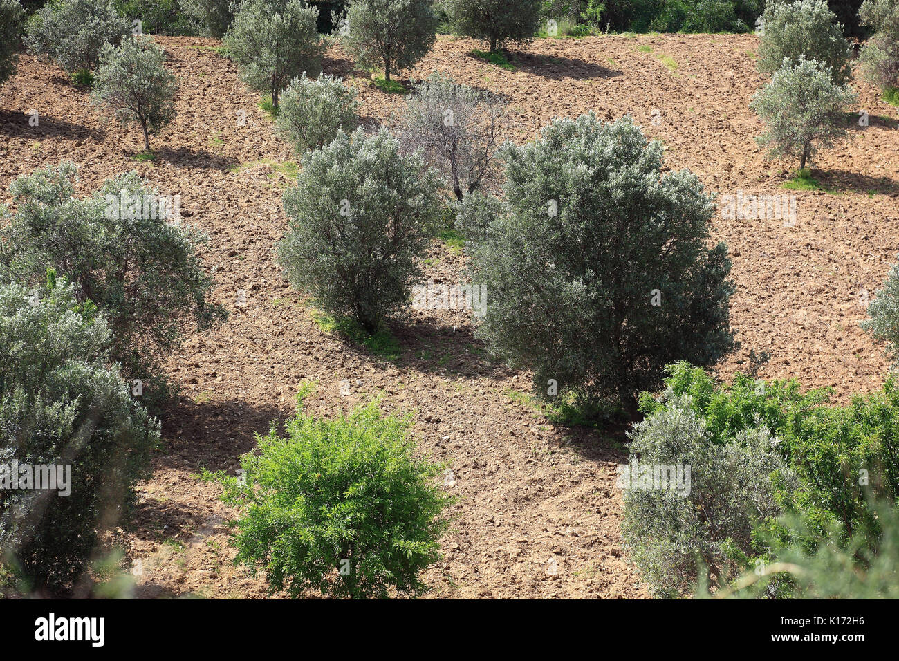 Olive tree pictures hi-res stock photography and images - Alamy